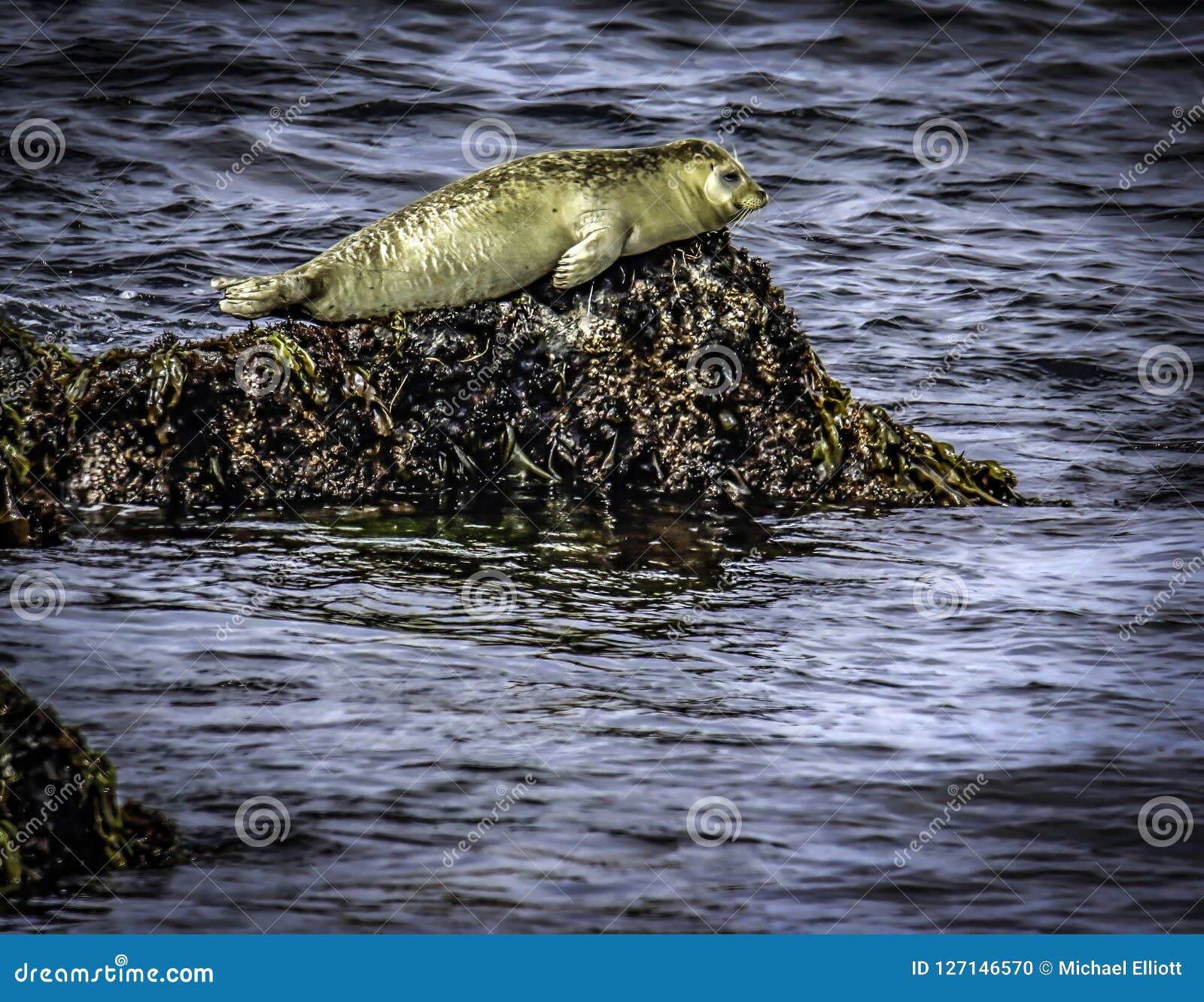 Harbor Seal on Rocks stock photo. Image of seaweed, moss - 127146570