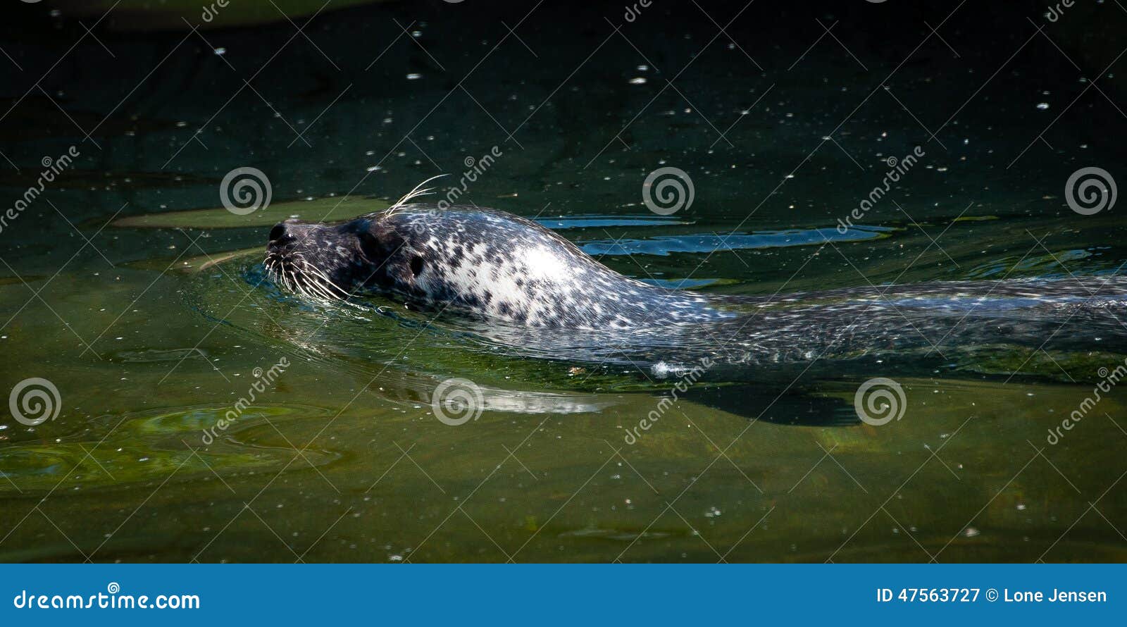 Harbor seal swimming stock image. Image of ocean, water - 47563727