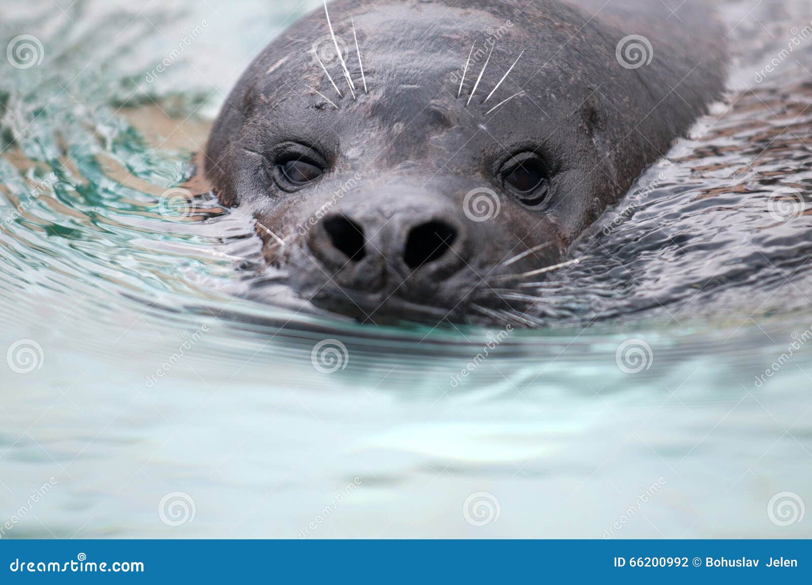 Harbor seal stock photo. Image of seal, outdoor, snout - 66200992