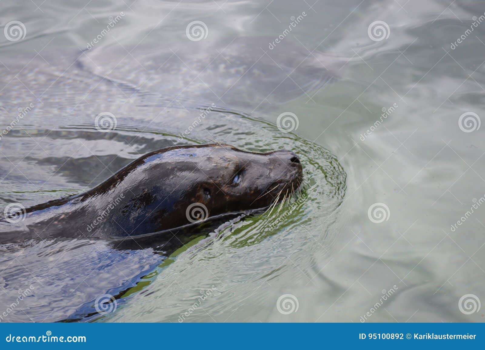 Harbor Seal stock photo. Image of close, attraction, explore - 95100892