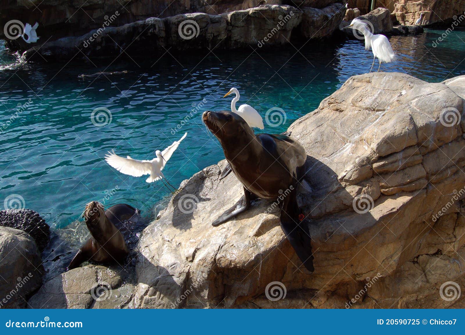 Harbor Seals and Egrets at Seaworld Pool Stock Image - Image of animal ...
