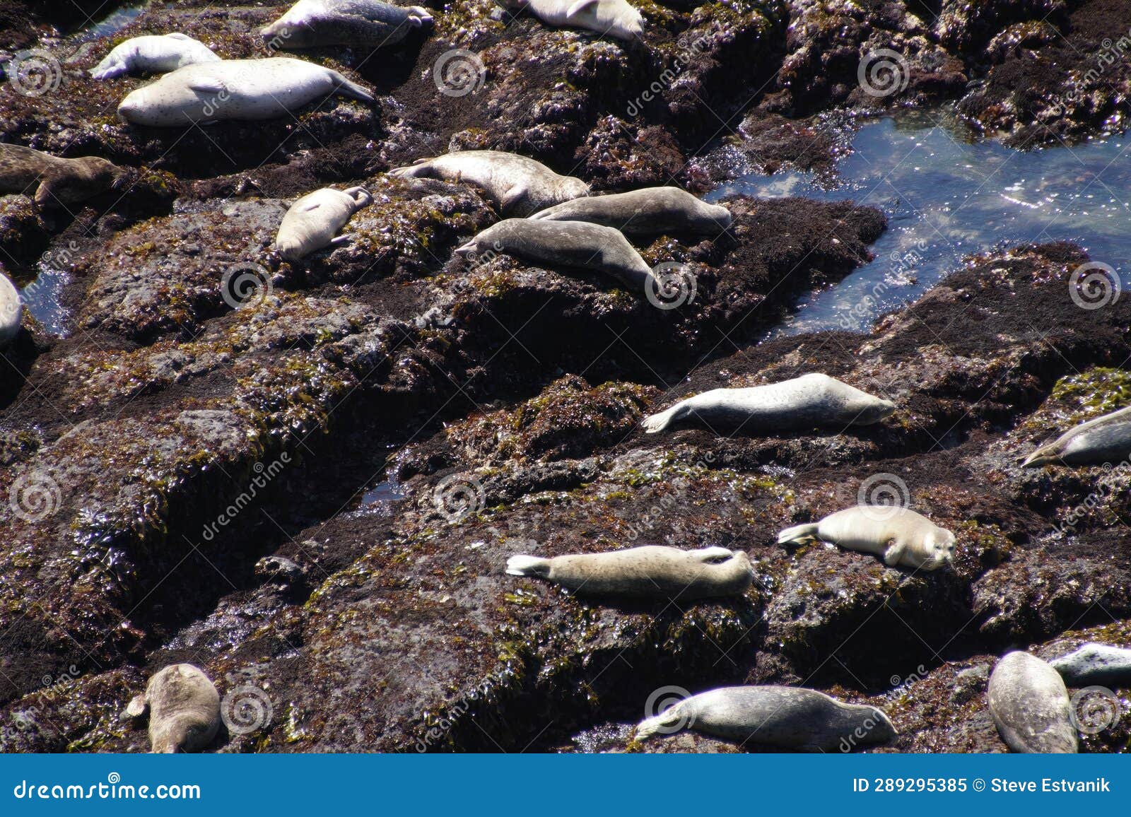 Harbor seals hauled out stock image. Image of ocean - 289295385