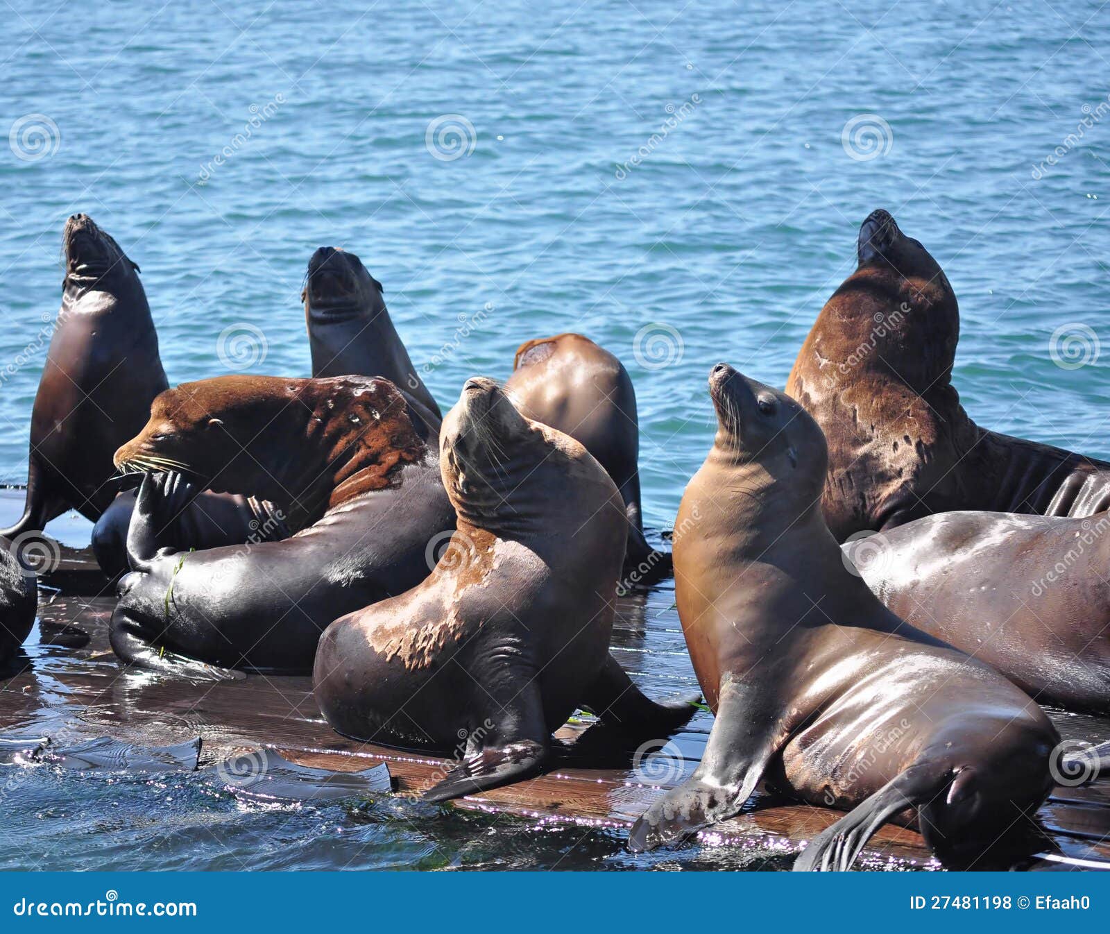 Harbor Seals in Morro Bay, California Stock Photo - Image of sailing ...