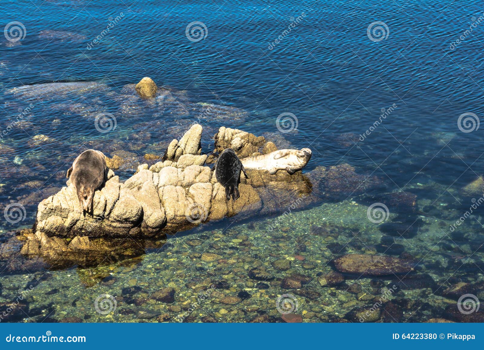 Harbor Seals on the Rocks in Monterey, California Stock Photo - Image ...