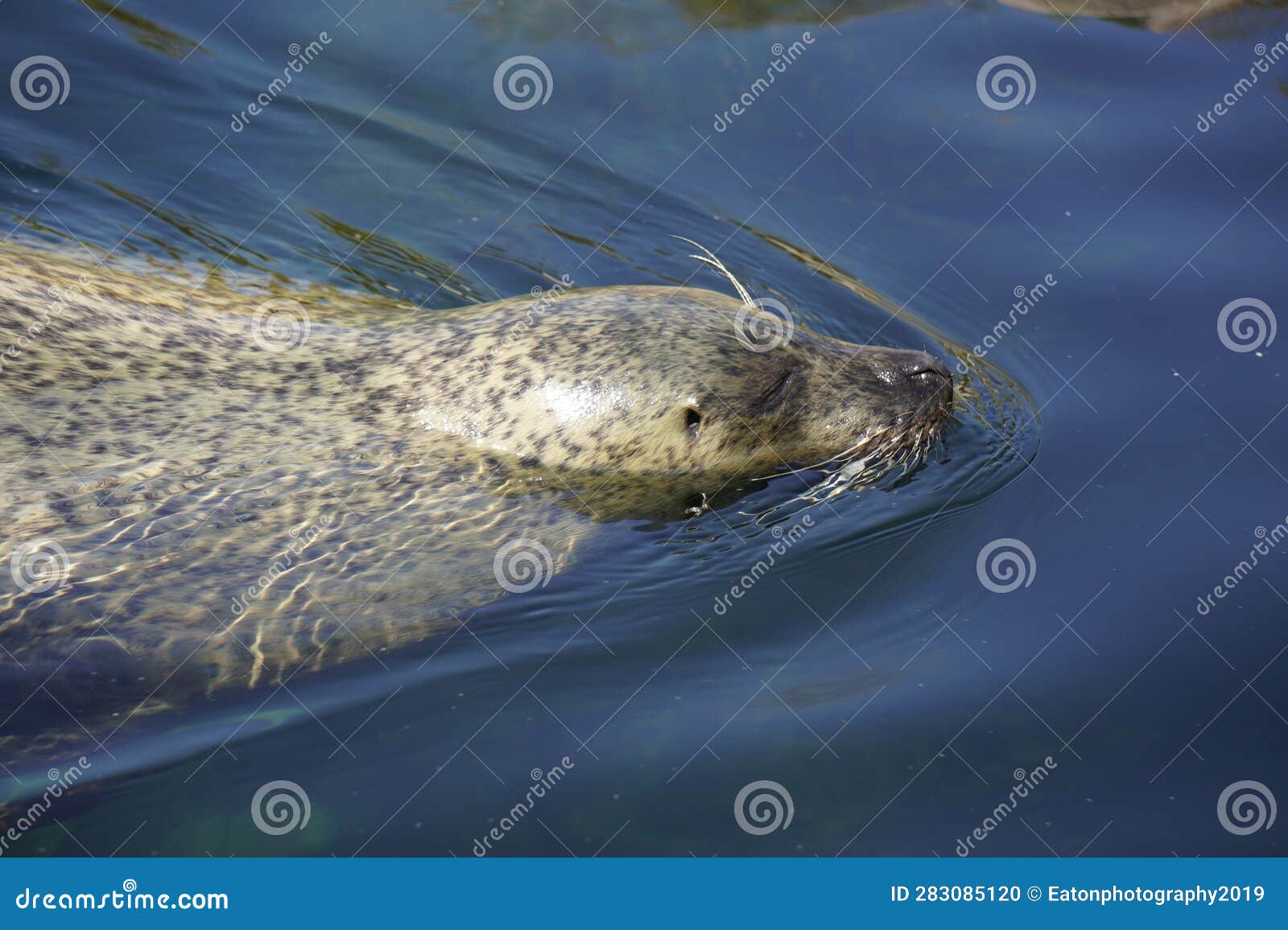 Harbour Seal looking out stock photo. Image of seal - 283085120