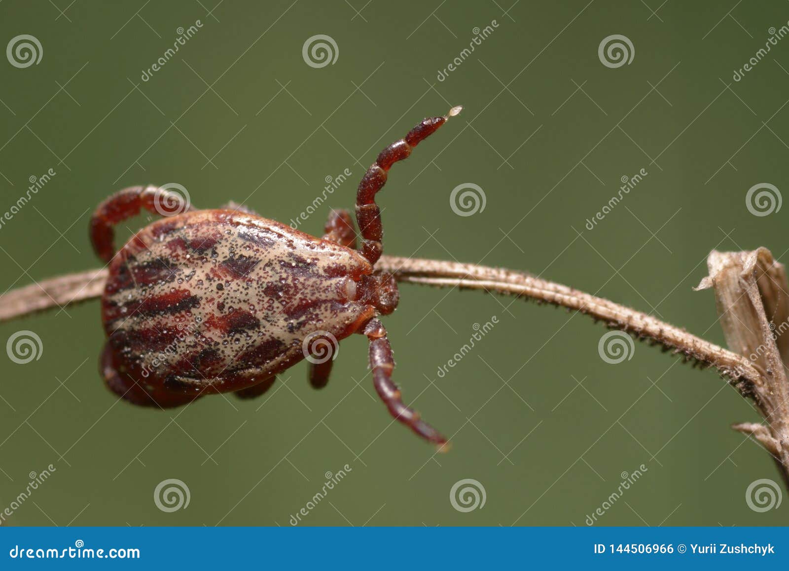 Hard-bodied tick sitting stock photo. Image of forest - 144506966