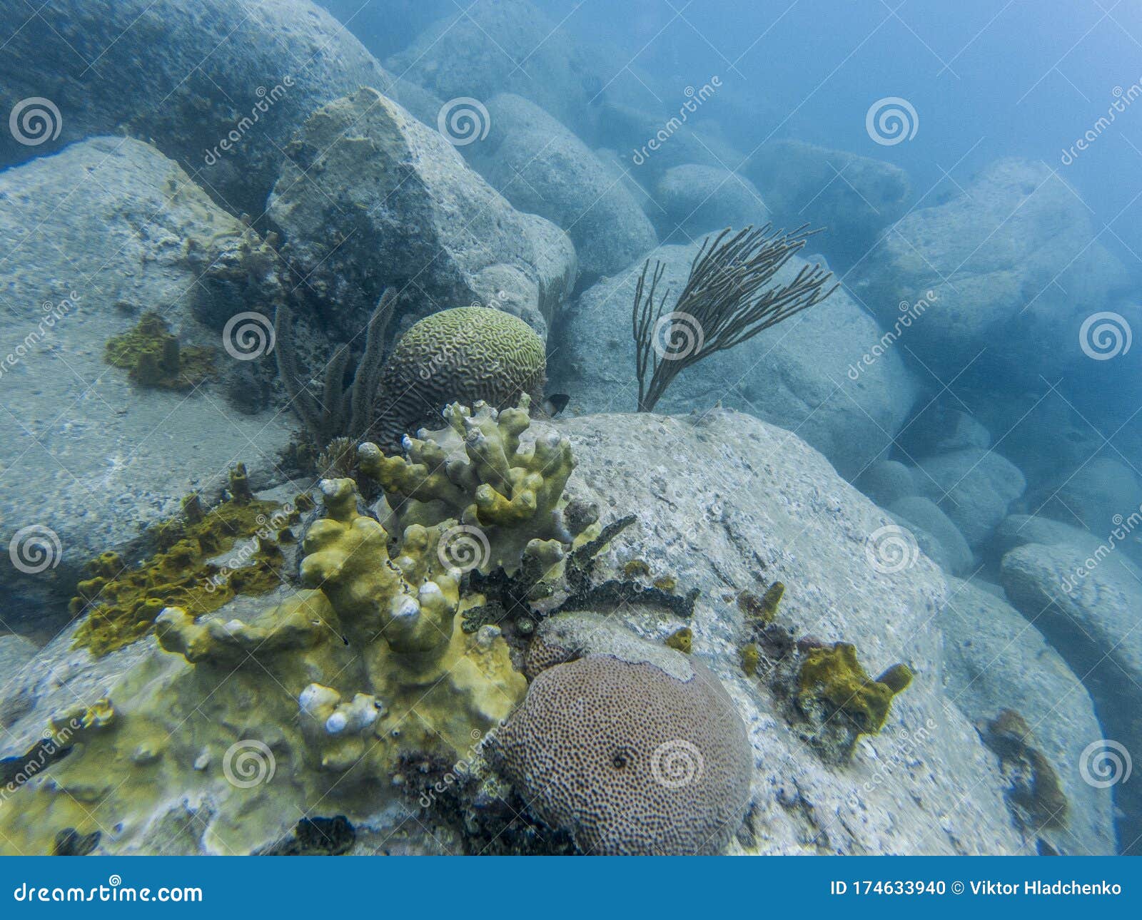 Hard Broken Corals Structure in Clear Water after Hurricane Stock Photo ...