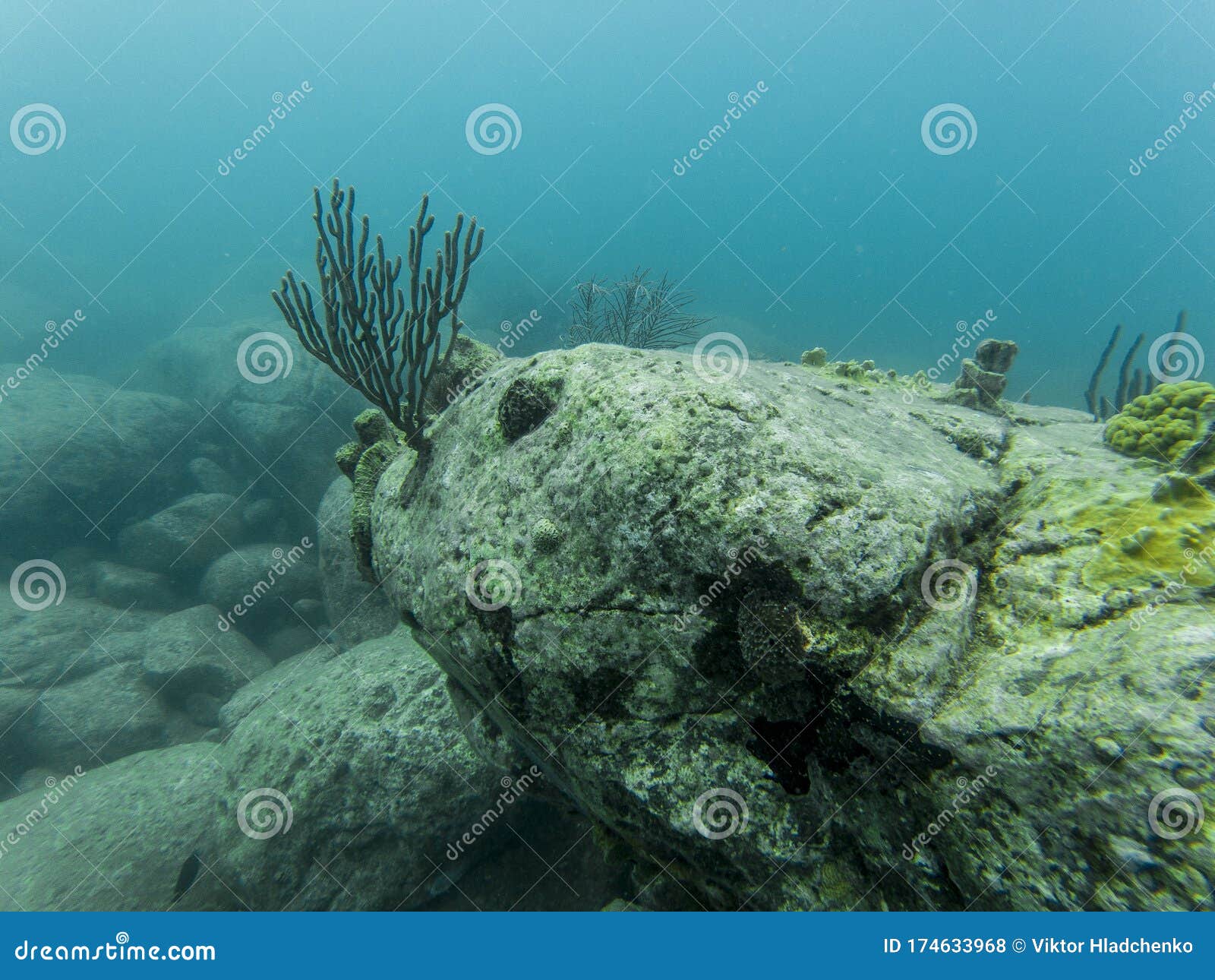 Hard Broken Corals Structure in Clear Water after Hurricane Stock Photo ...
