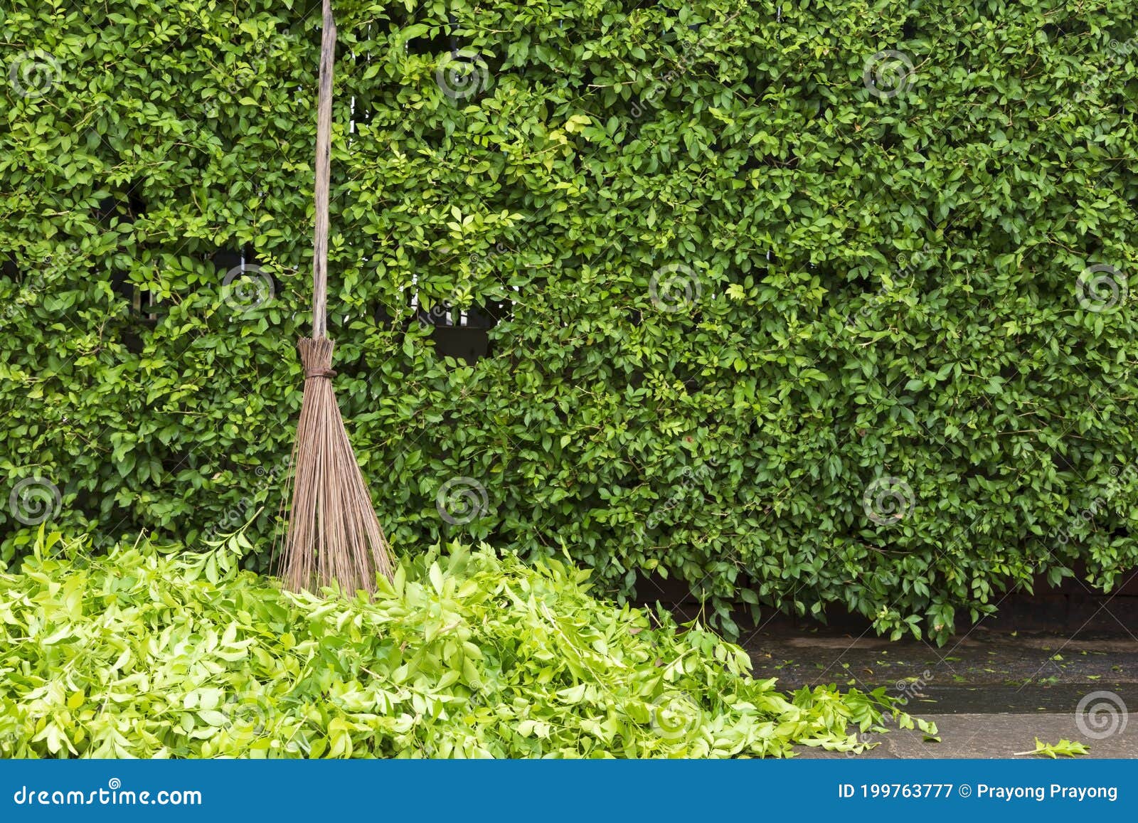 Hard Broom Place it Under the Tree Stock Image - Image of gardening ...