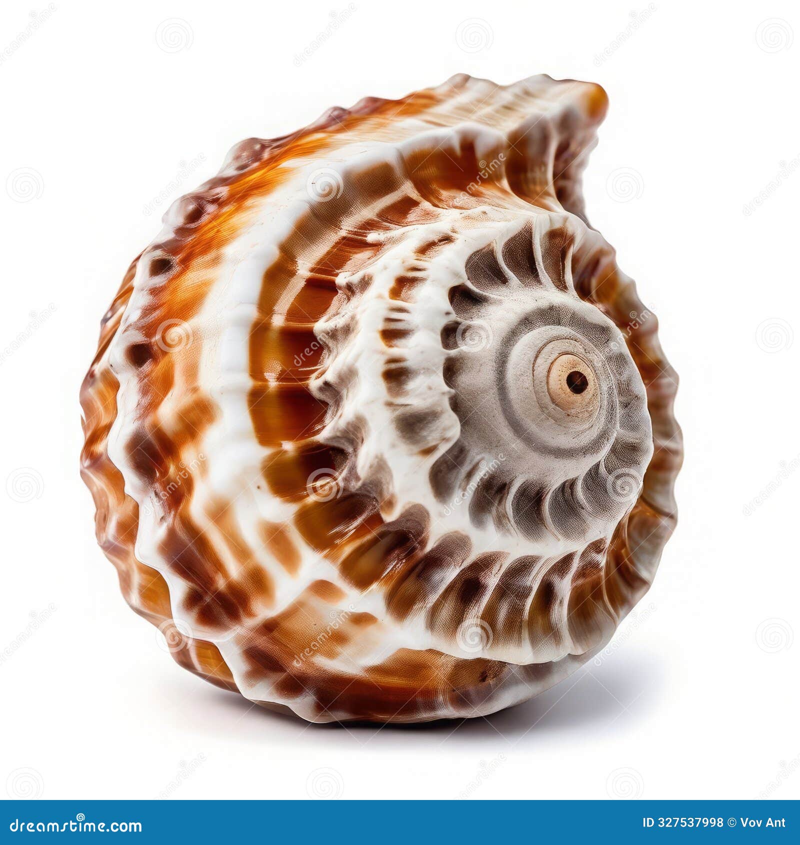 Hard Cast Shell a Shell with a Bullet Made of Hard Cas Stock Photo ...