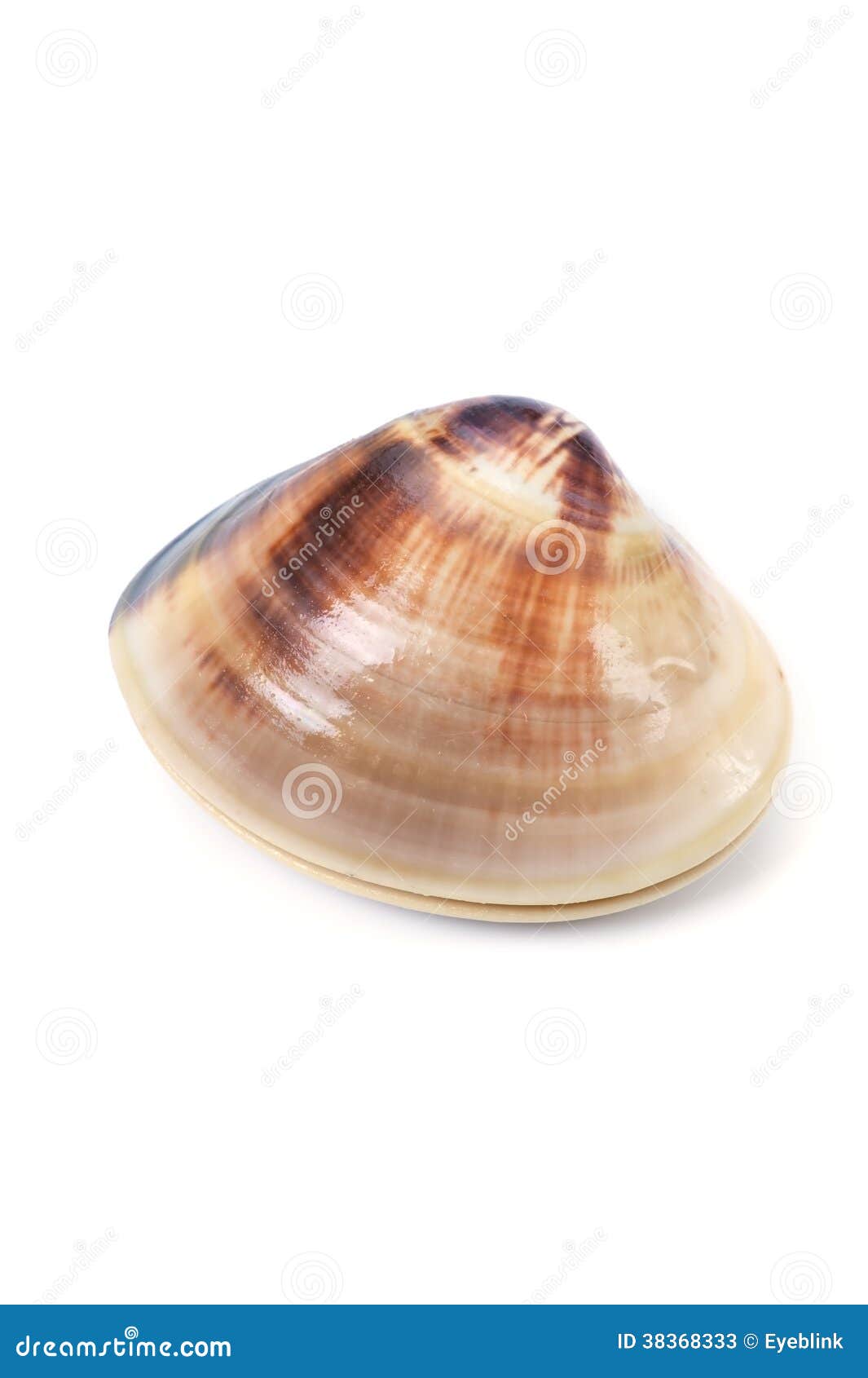 Hard Clam-Meretrix Lamarckii Stock Image - Image of shield, hard: 38368333