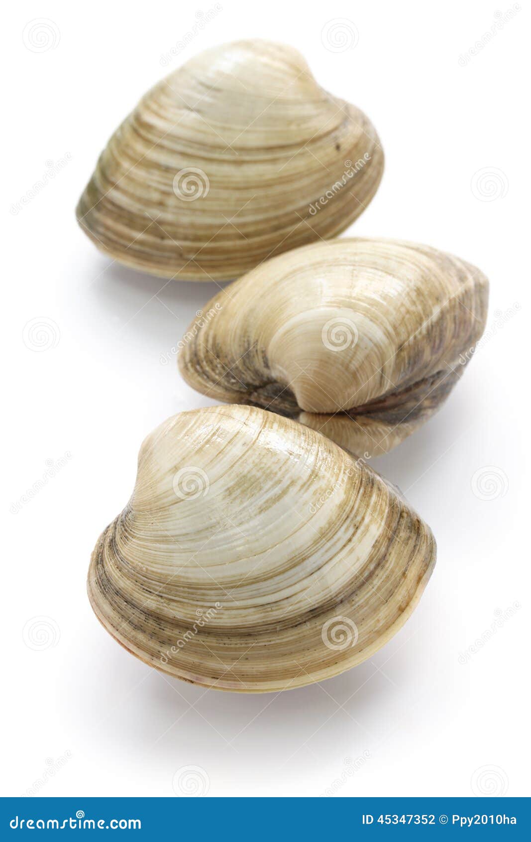Hard clam, quahog stock photo. Image of healthy, isolated - 45347352