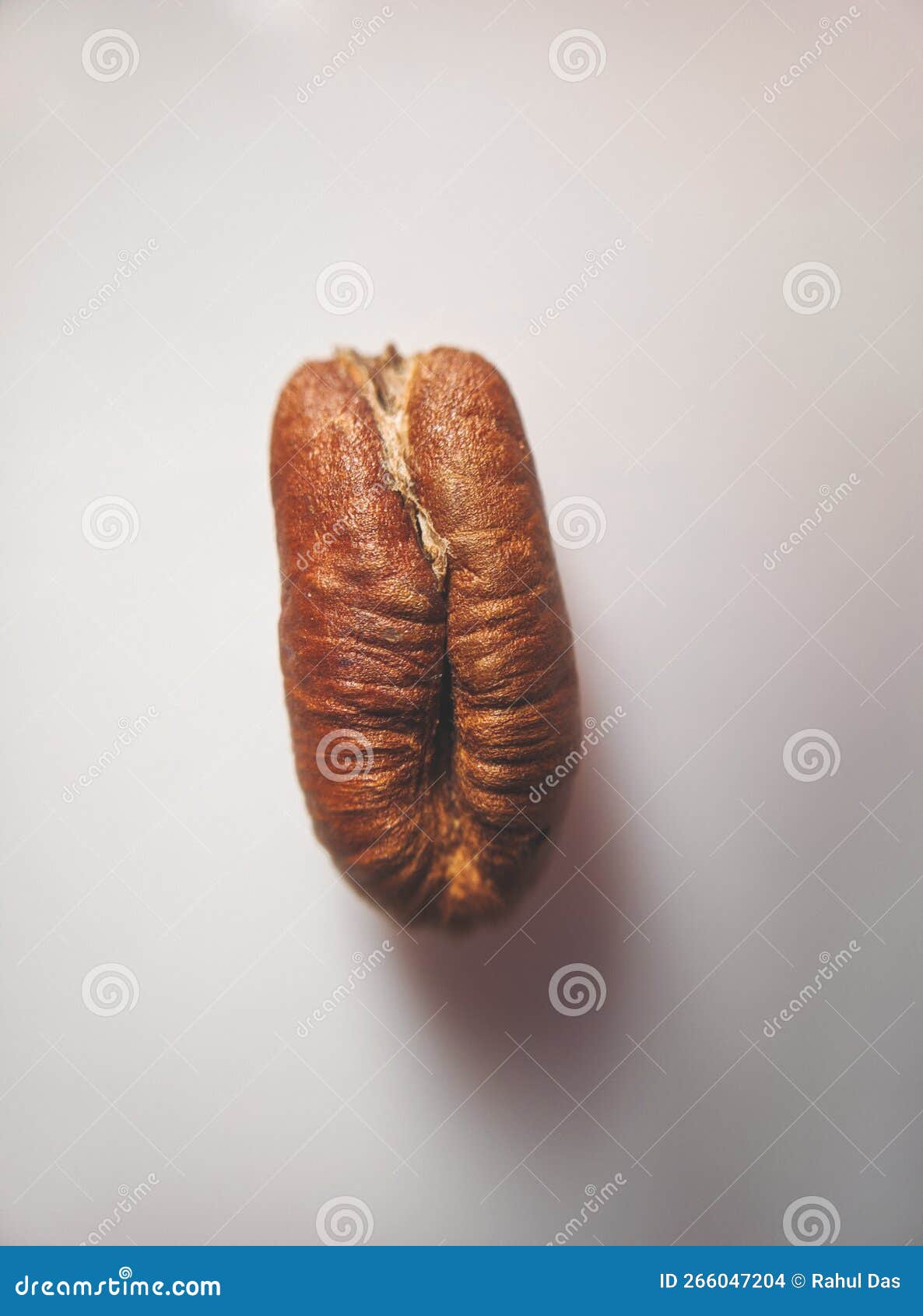 Hard Coated Dry Seed of Date Used for Dates Trees Plantations Stock ...