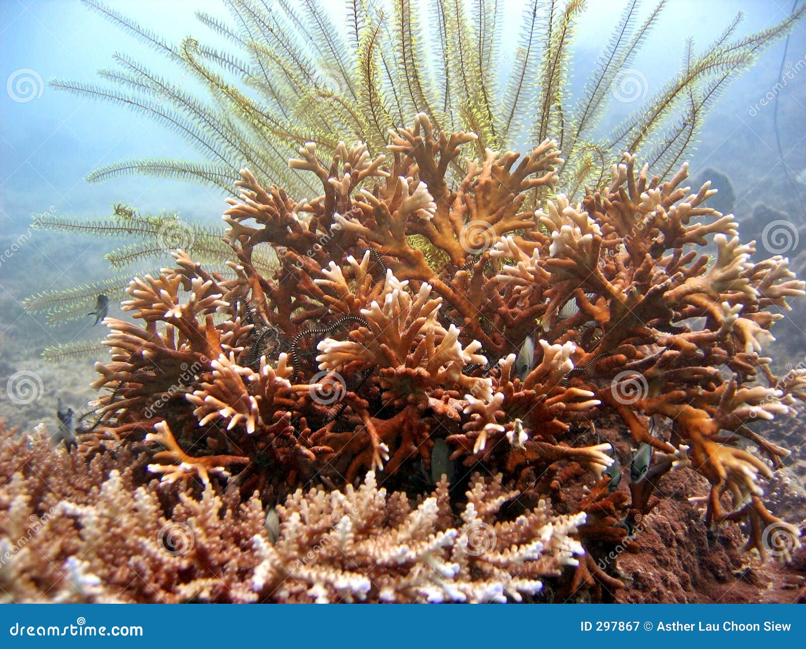 A Hard Coral Subergorgia Hicksoni. Underwater Photography, Philippines ...