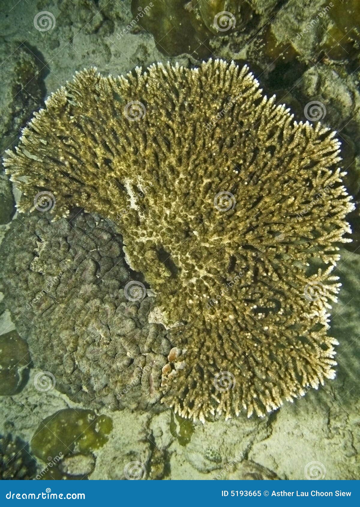 Hard Coral stock image. Image of marine, calcareous, ocean - 5193665