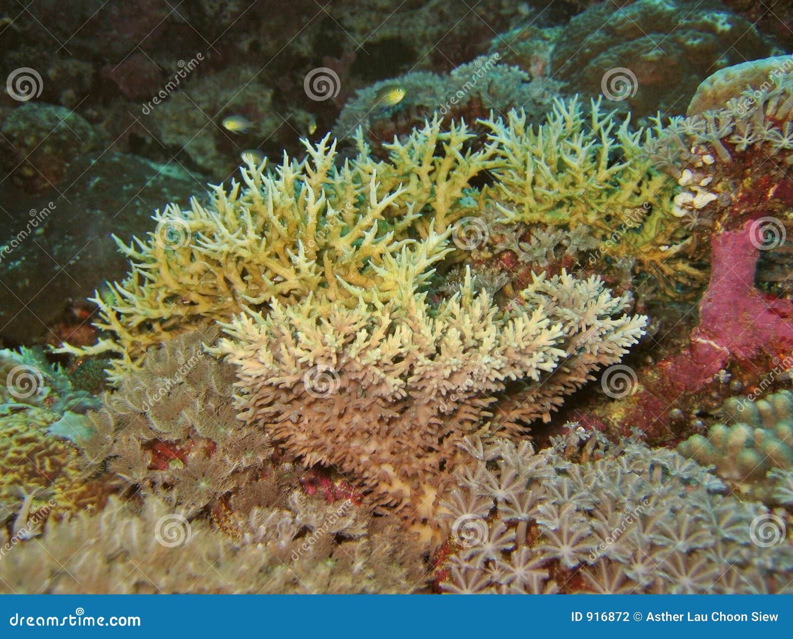 Hard Coral stock photo. Image of ocean, aquarium, nature - 916872