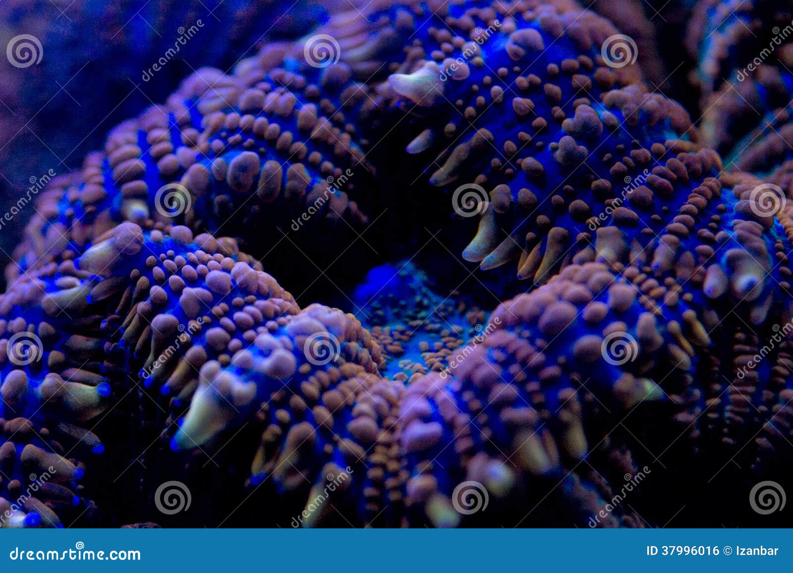 Hard Coral Macro on Night Dive Light Stock Photo - Image of beach ...