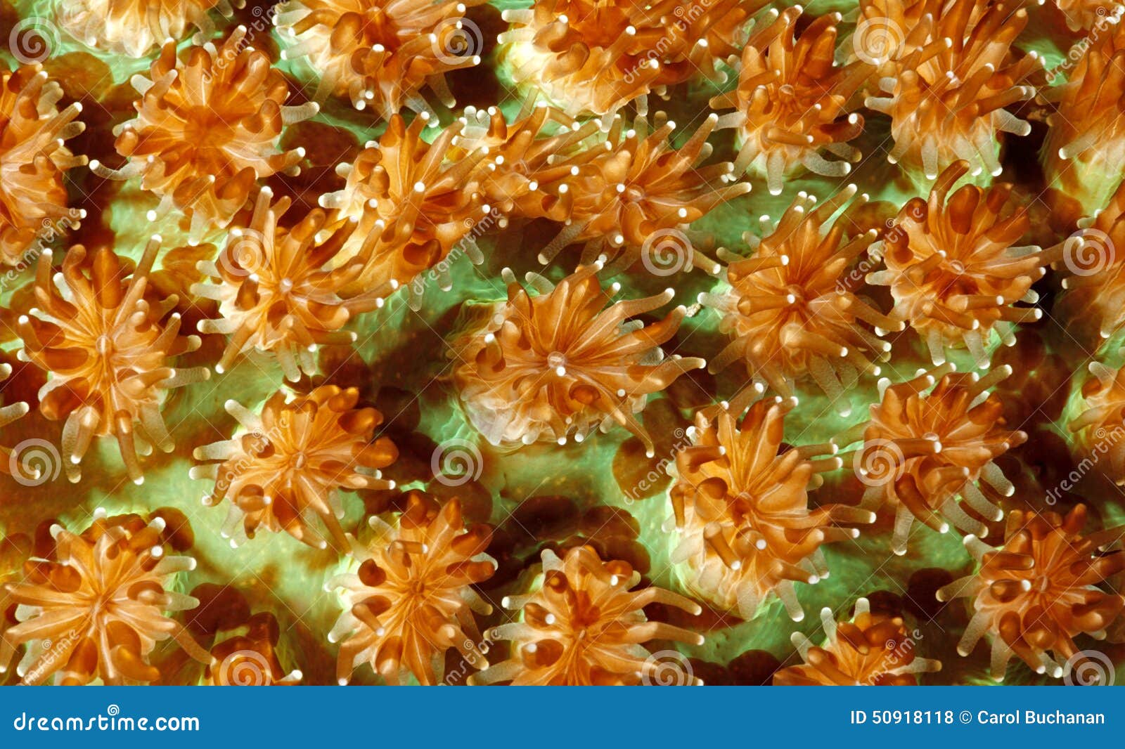 Coral Polyps Orange Tropical Fish Of Deep Yellow Color With Loose ...