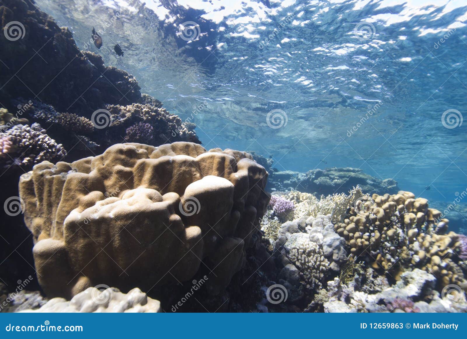 Hard Coral Reef plate stock image. Image of shallows - 12659863