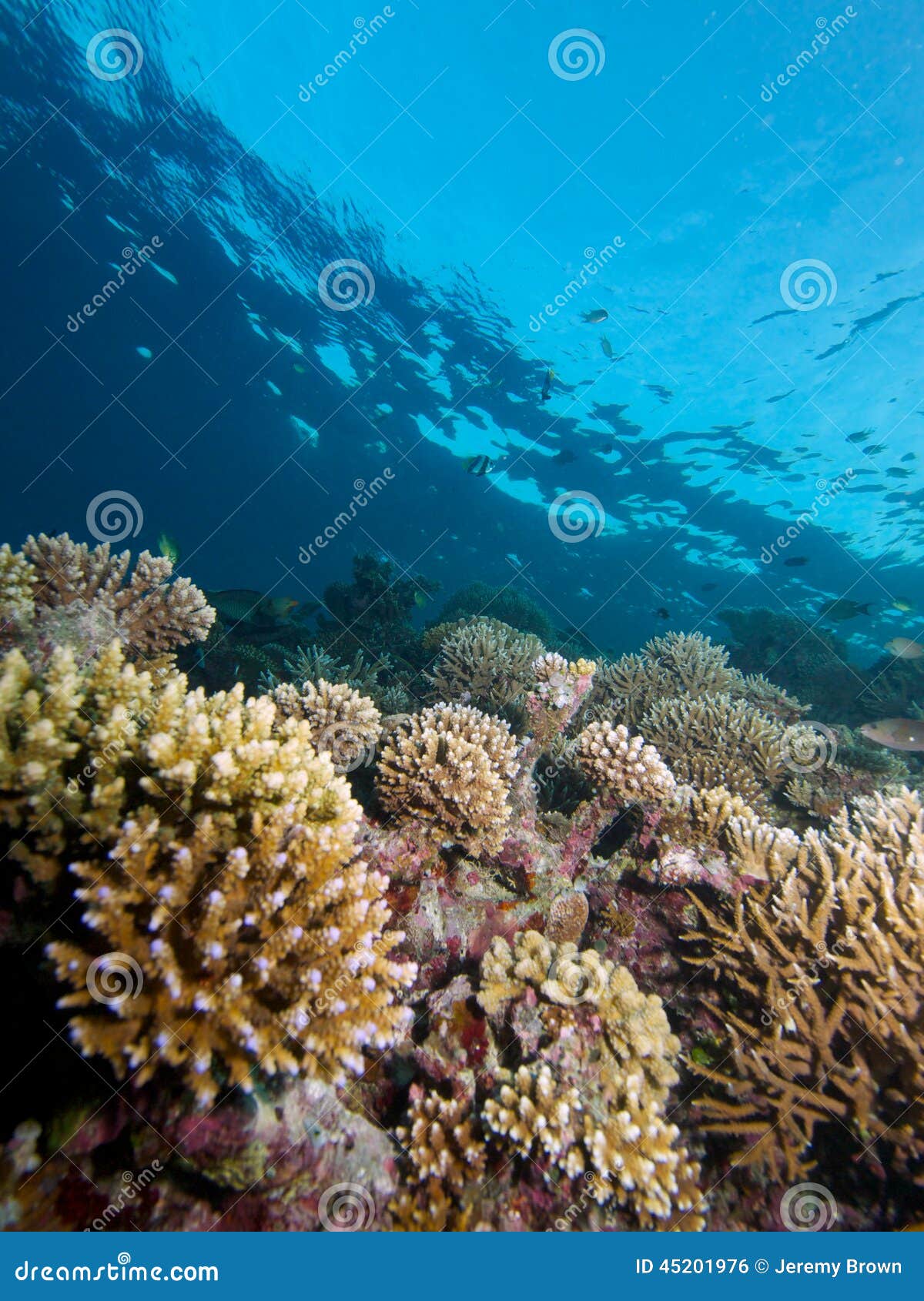 Hard Coral Reefscape stock photo. Image of reef, coral - 45201976