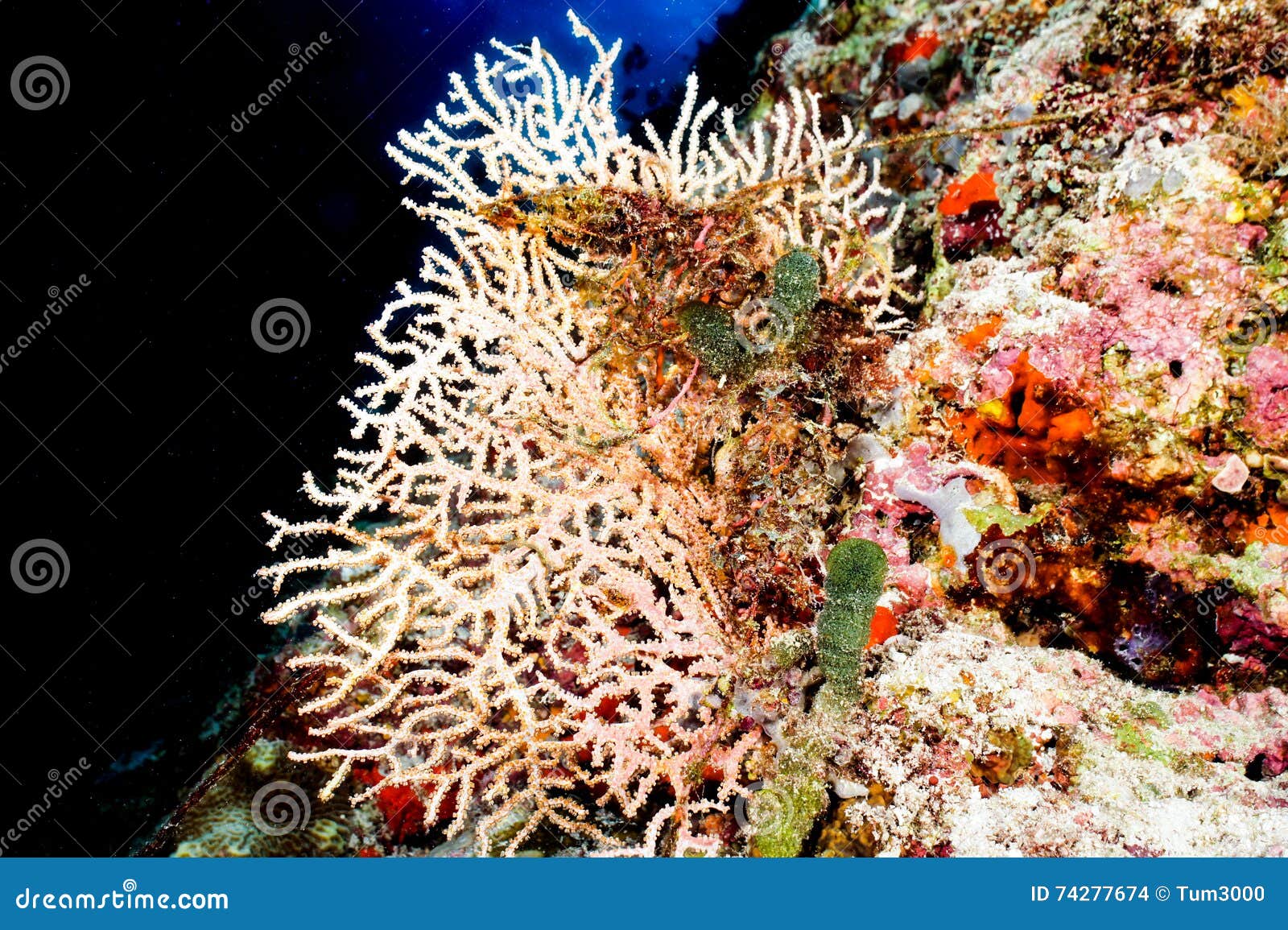 Hard coral stock photo. Image of fish, tourism, diving - 74277674