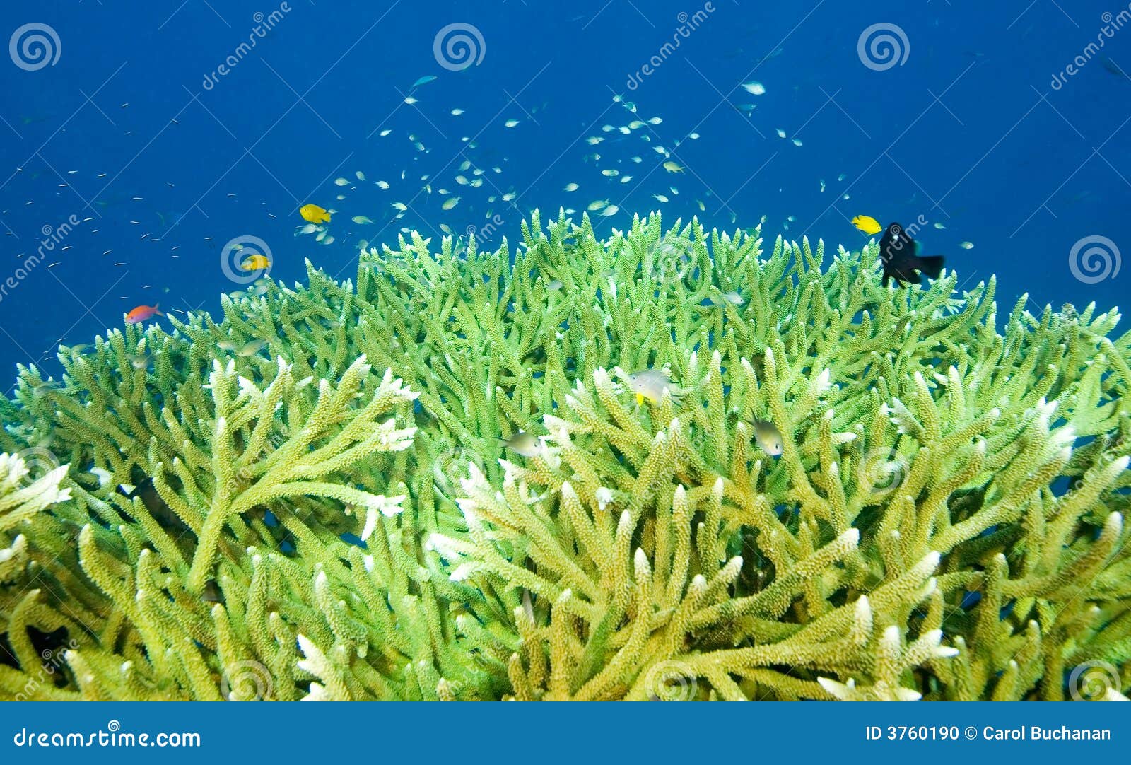 160 Antler Fish Stock Photos - Free & Royalty-Free Stock Photos from ...