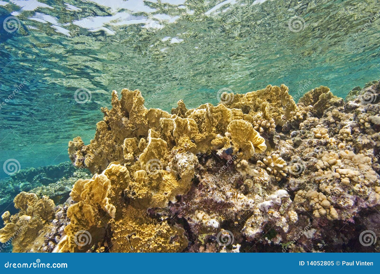 Hard Corals on a Shallow Reef Stock Image - Image of scuba, diver: 14052805