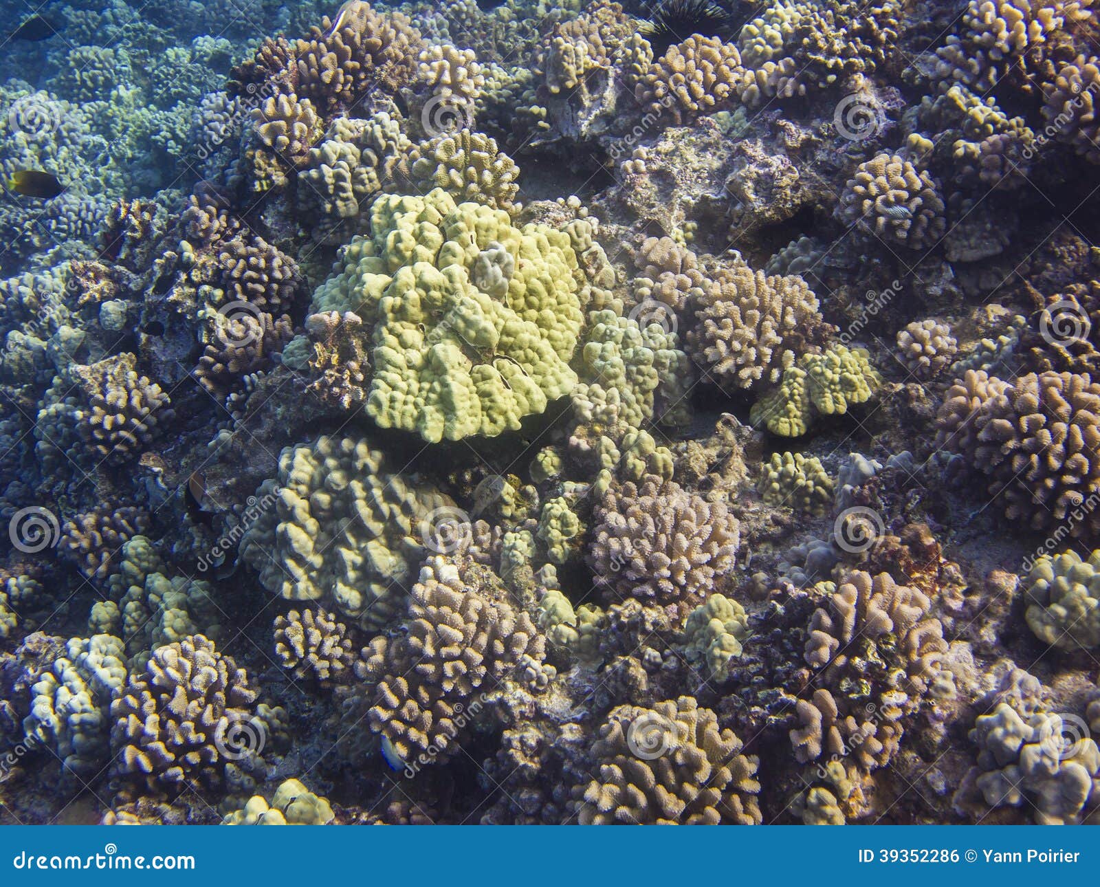 Hard core reef stock photo. Image of coral, tropics, reef - 39352286