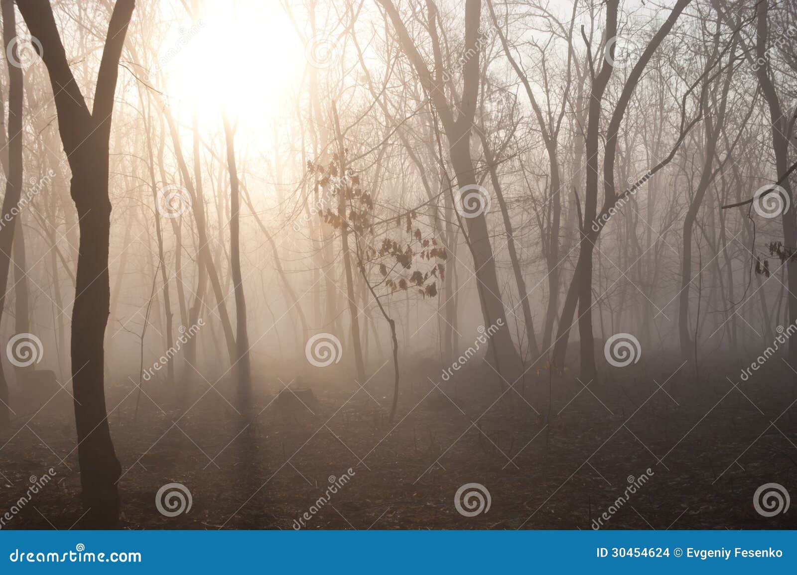 The hard fog in the forest stock photo. Image of nature - 30454624