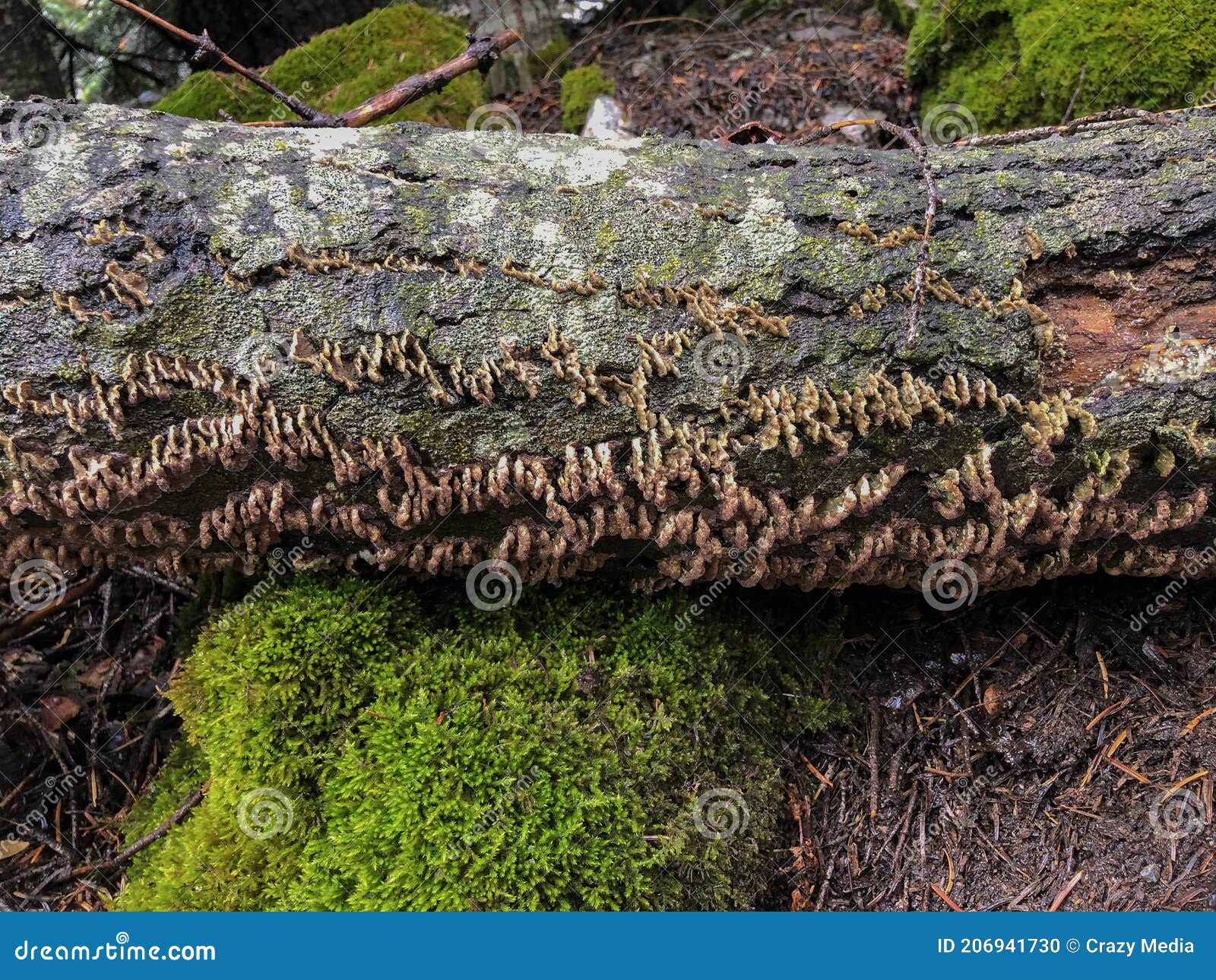 Hard Fungi that Form on Dead Stumps Stock Photo - Image of tree, dead ...