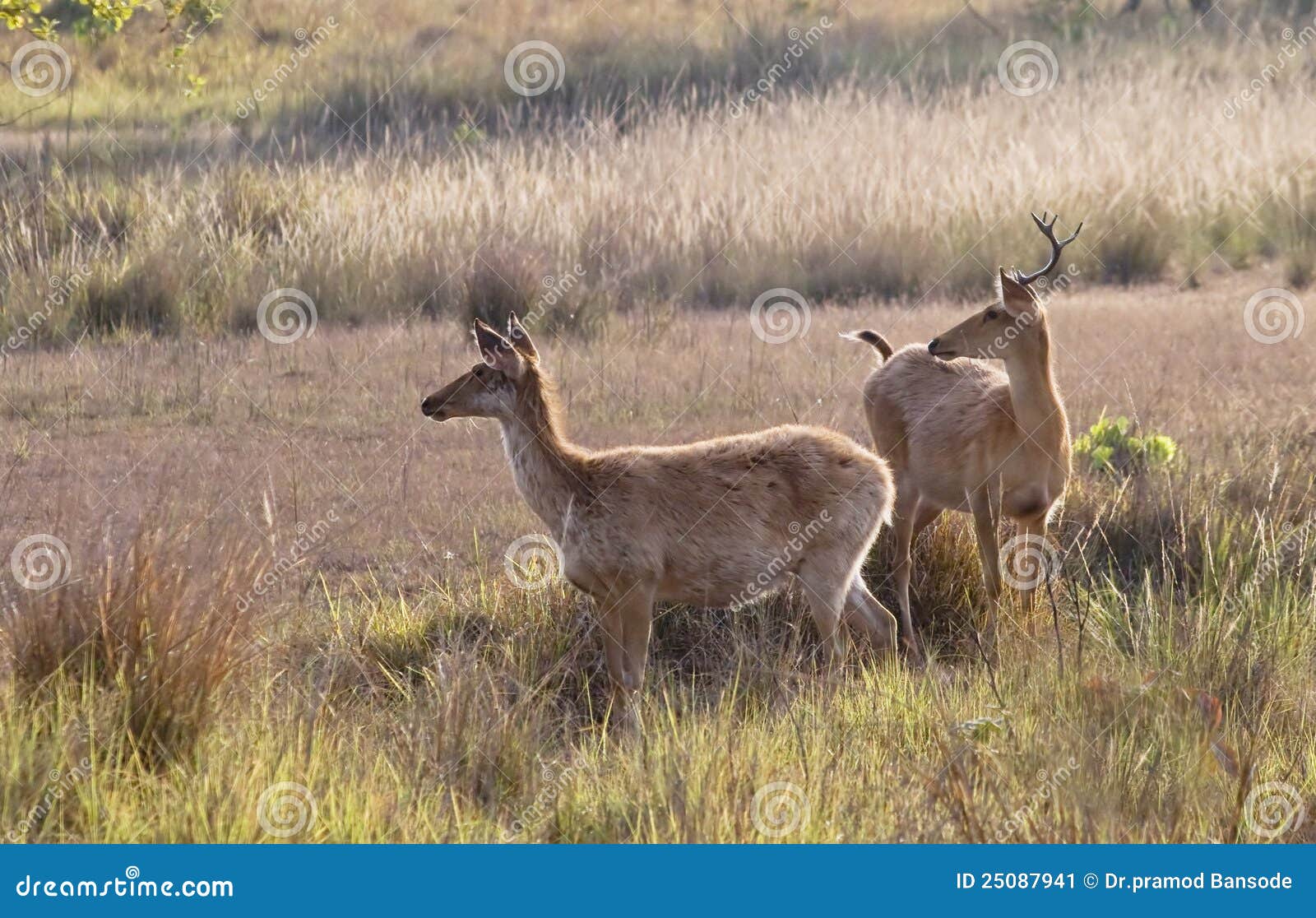 Hard ground barasingha stock image. Image of wildlife - 25087941