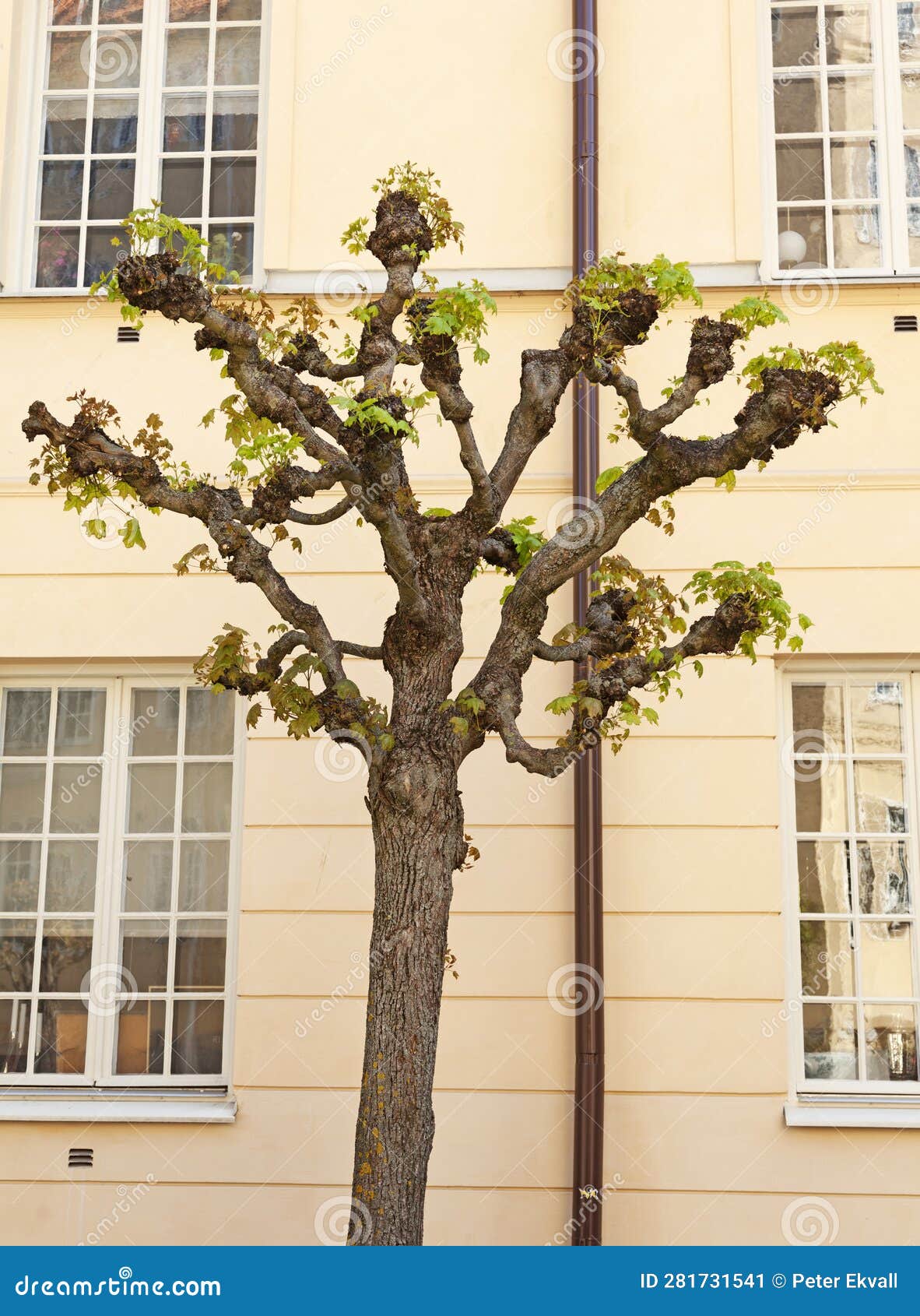 Hard-kept and Cut Tree in Stockholm Stock Image - Image of hard ...