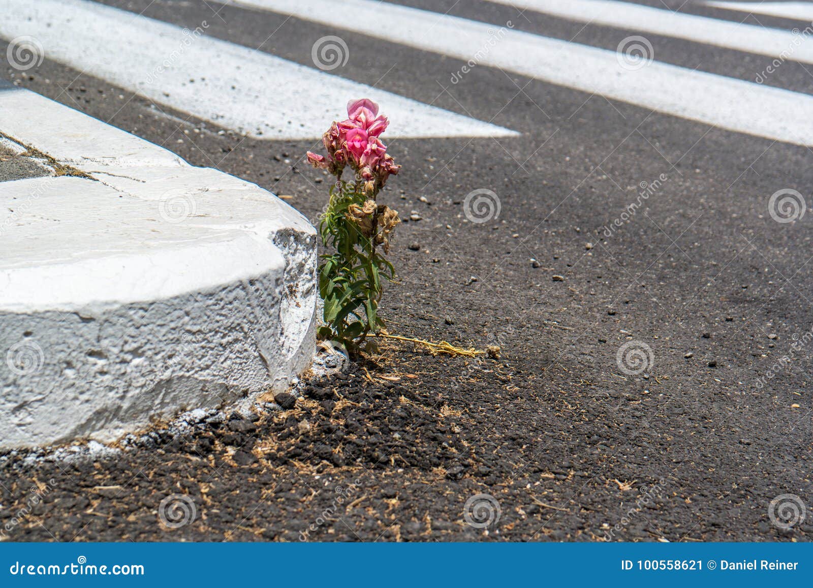 Hard life flower stock image. Image of hope, sidewalk - 100558621