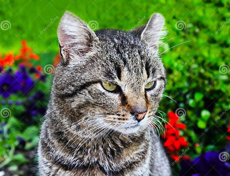 Hard Looking Cat stock photo. Image of portrait, looking - 97447674