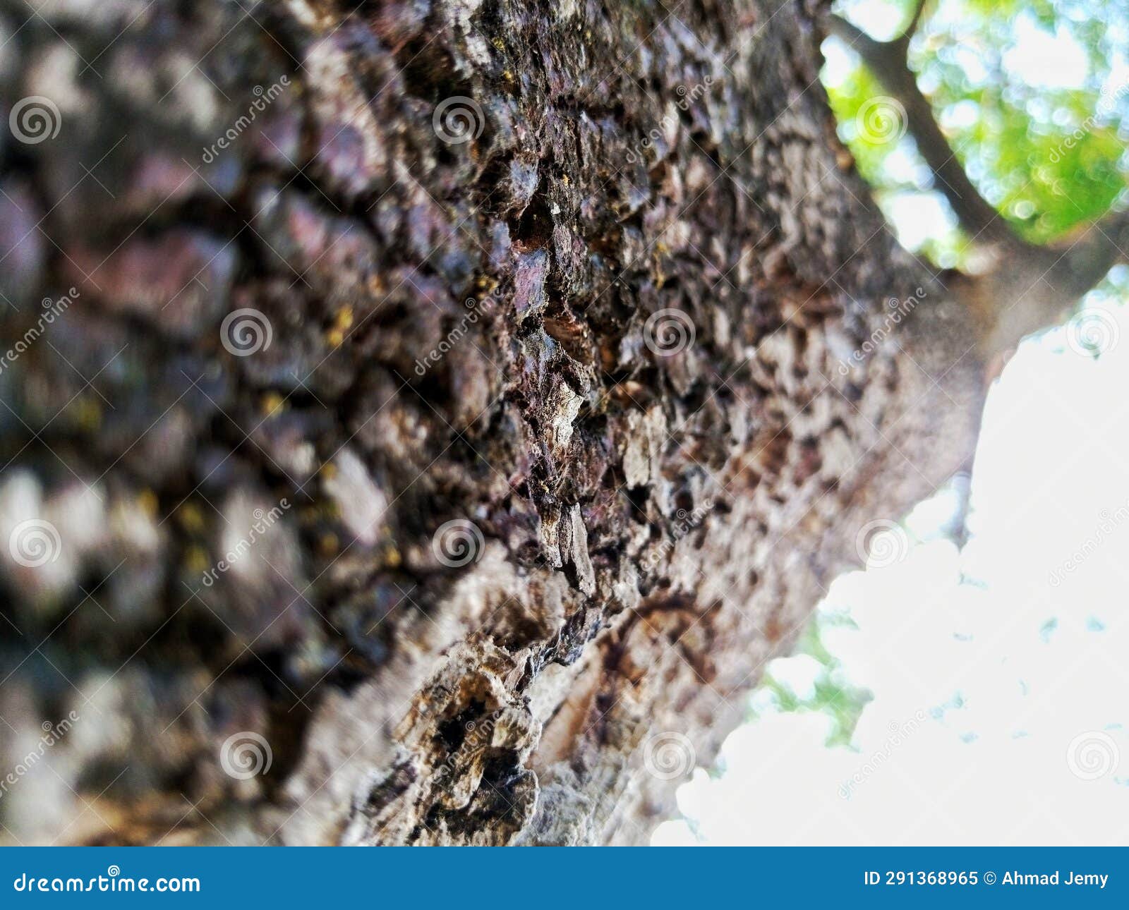 Hard Mahogany Tree Seen from Below in the Background Stock Image ...