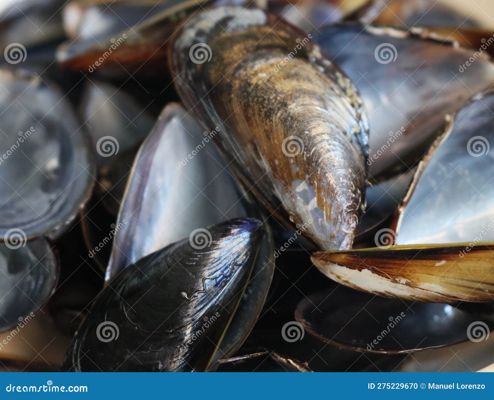 Hard Mother-of-pearl Mussel Shells Resistant Crustaceans Stock Photo ...