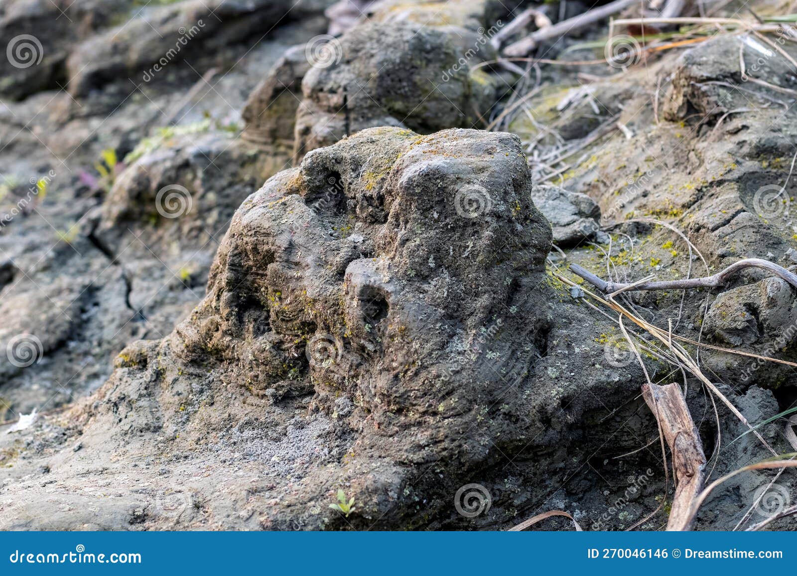 Hard Mud Soil with Straw and Dirt Stock Photo - Image of surface ...