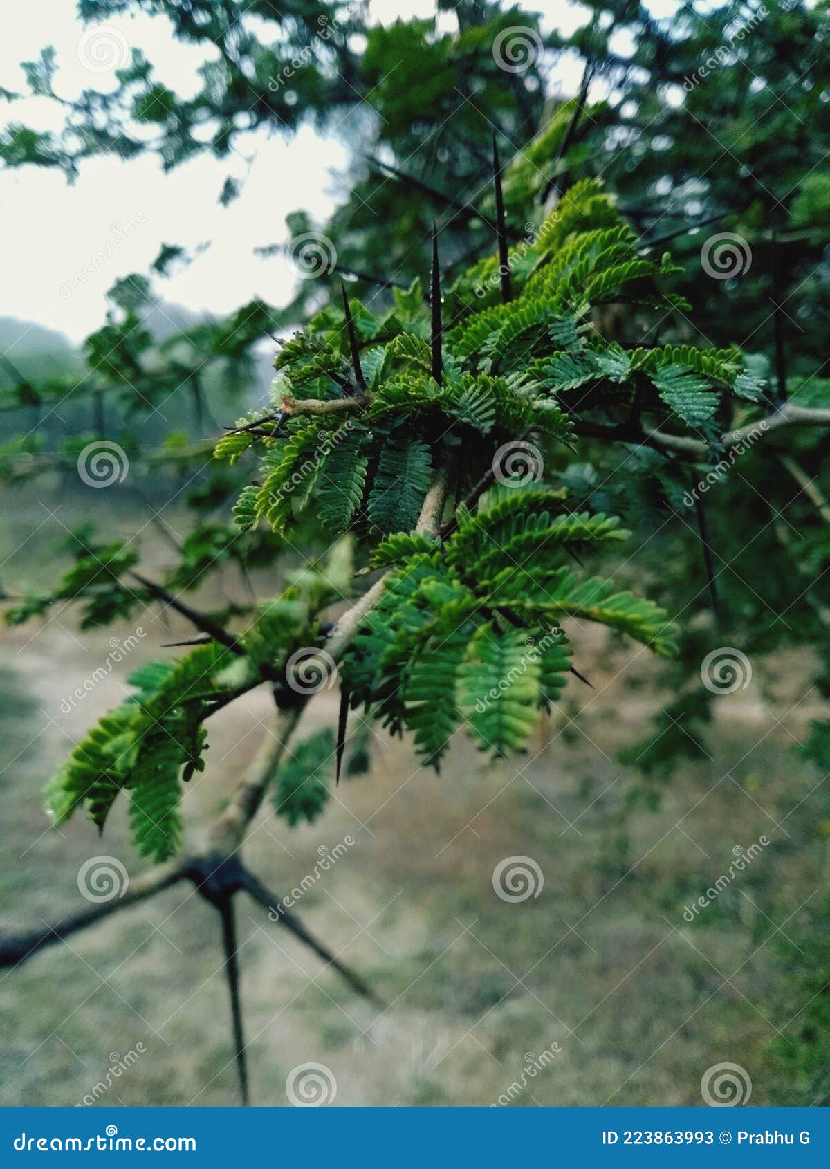Hard nature spikes stock image. Image of hard, naturally - 223863993