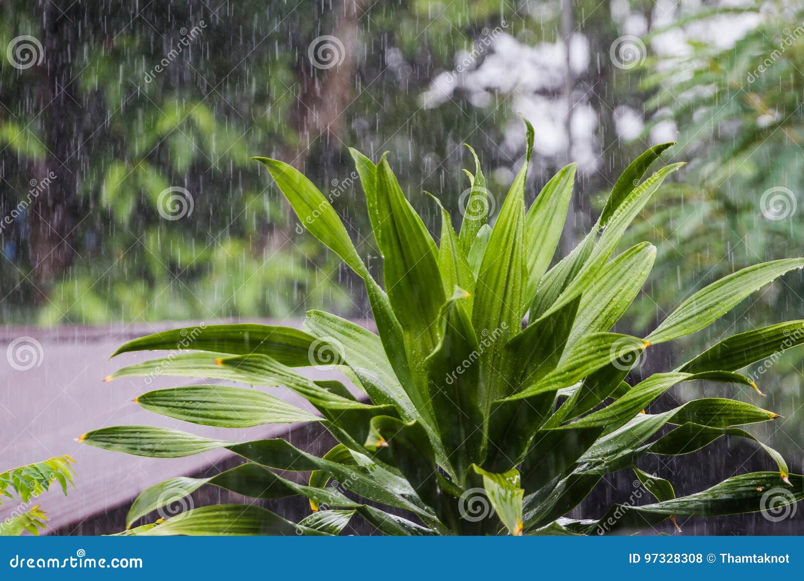 Hard Rain Falling To Forest Background Stock Photo - Image of foliage ...