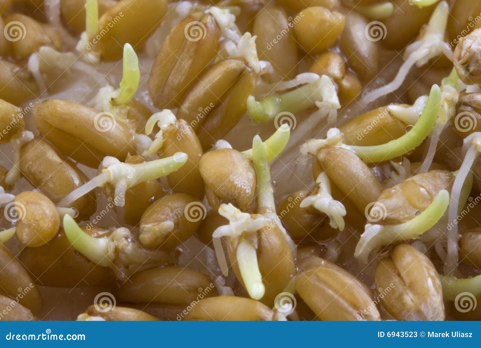Hard Red Winter Wheat Sprouting Stock Image - Image of green, growing ...