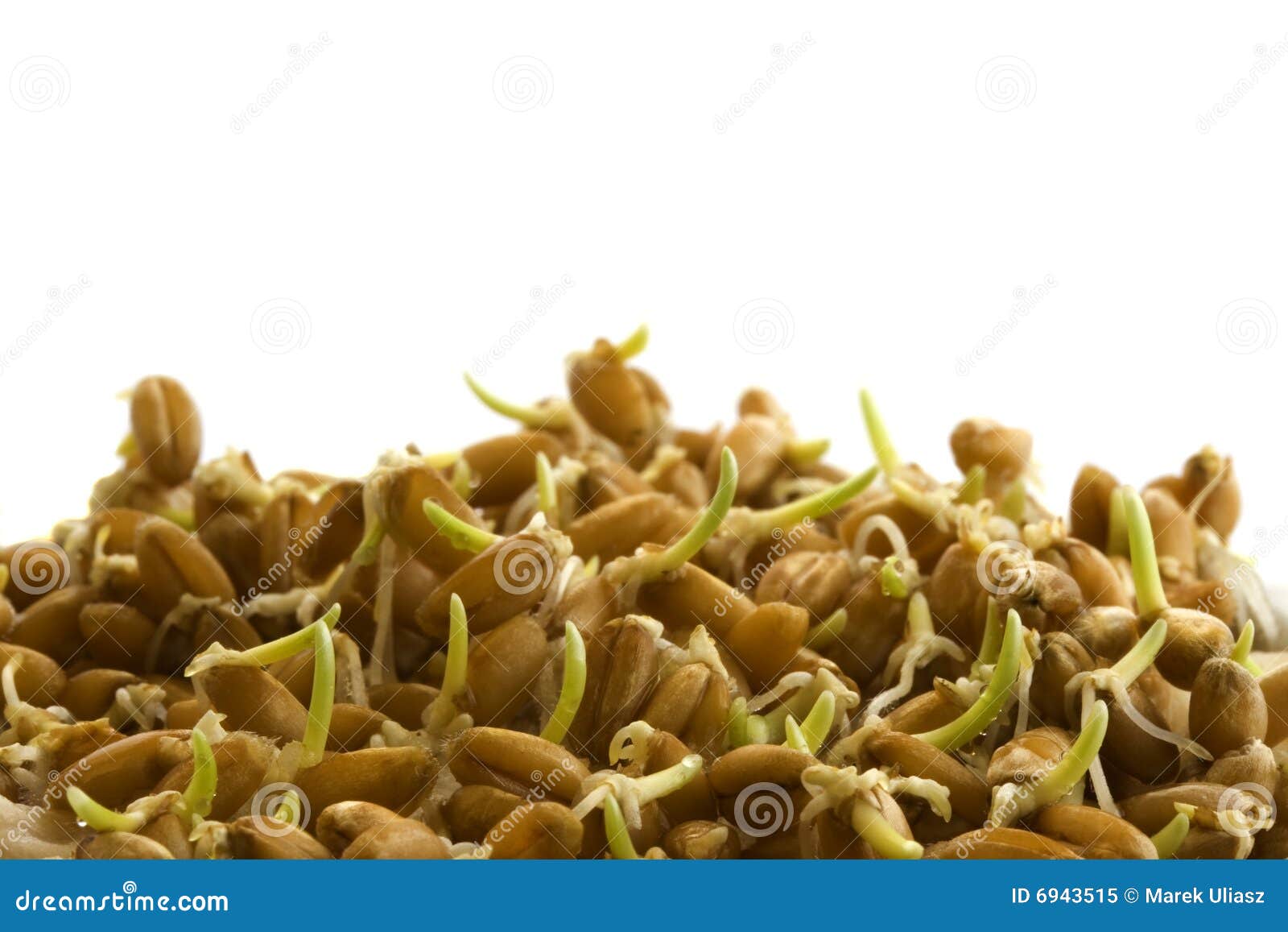 Hard Red Winter Wheat; Sprouting, Isolated Stock Image - Image of food ...