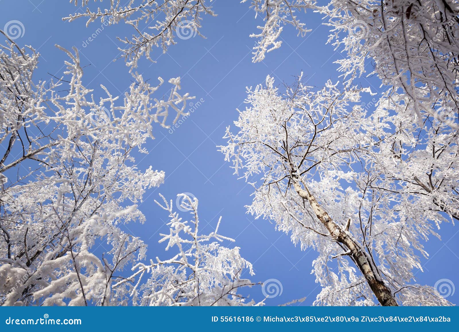 Hard rime in forest stock photo. Image of landscape, magic - 55616186