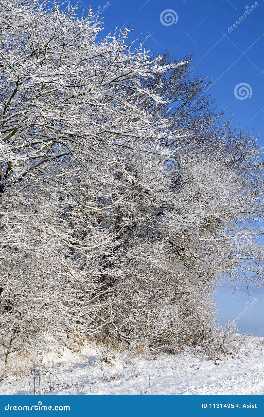 Hard rime ice on trees stock image. Image of branched - 1131495