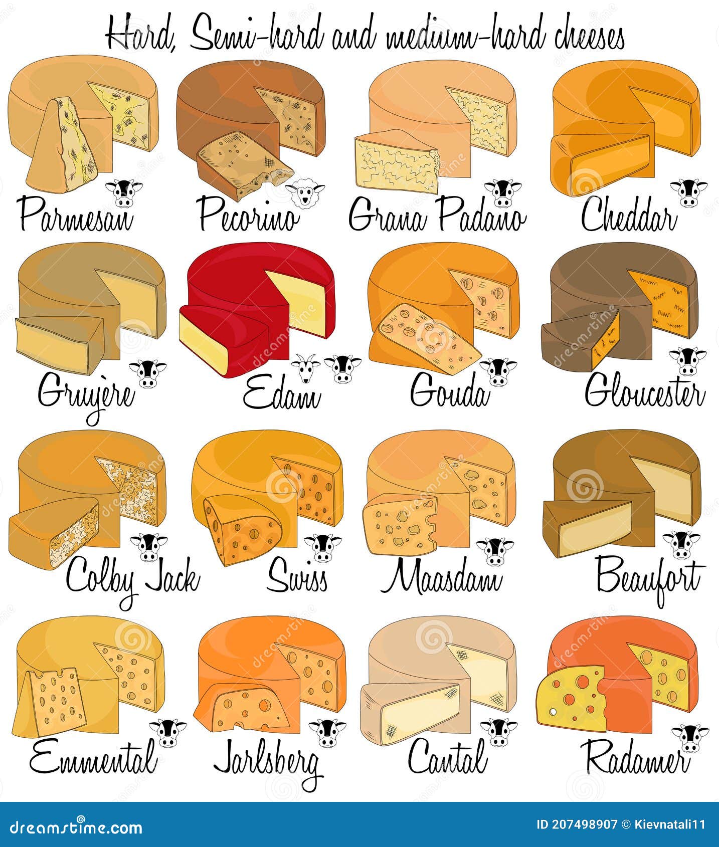 Hard Or Semi-hard Cheese Gruyere, Monterey Jack Or Cheddar, Vector ...