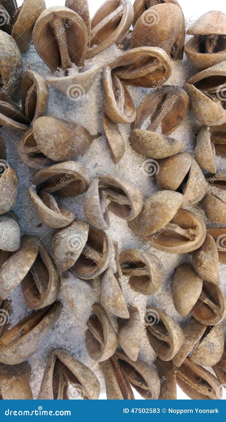 Hard shell of nuts stock image. Image of wallpaper, seeds - 47502583