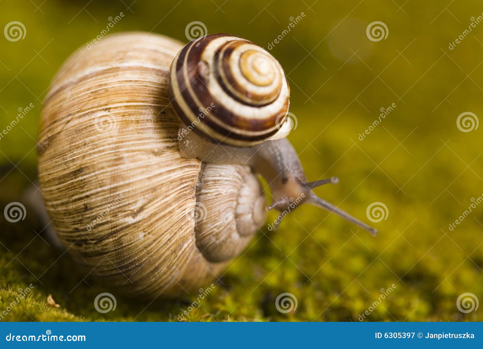 Hard shell of snail stock image. Image of leaf, animal - 6305397