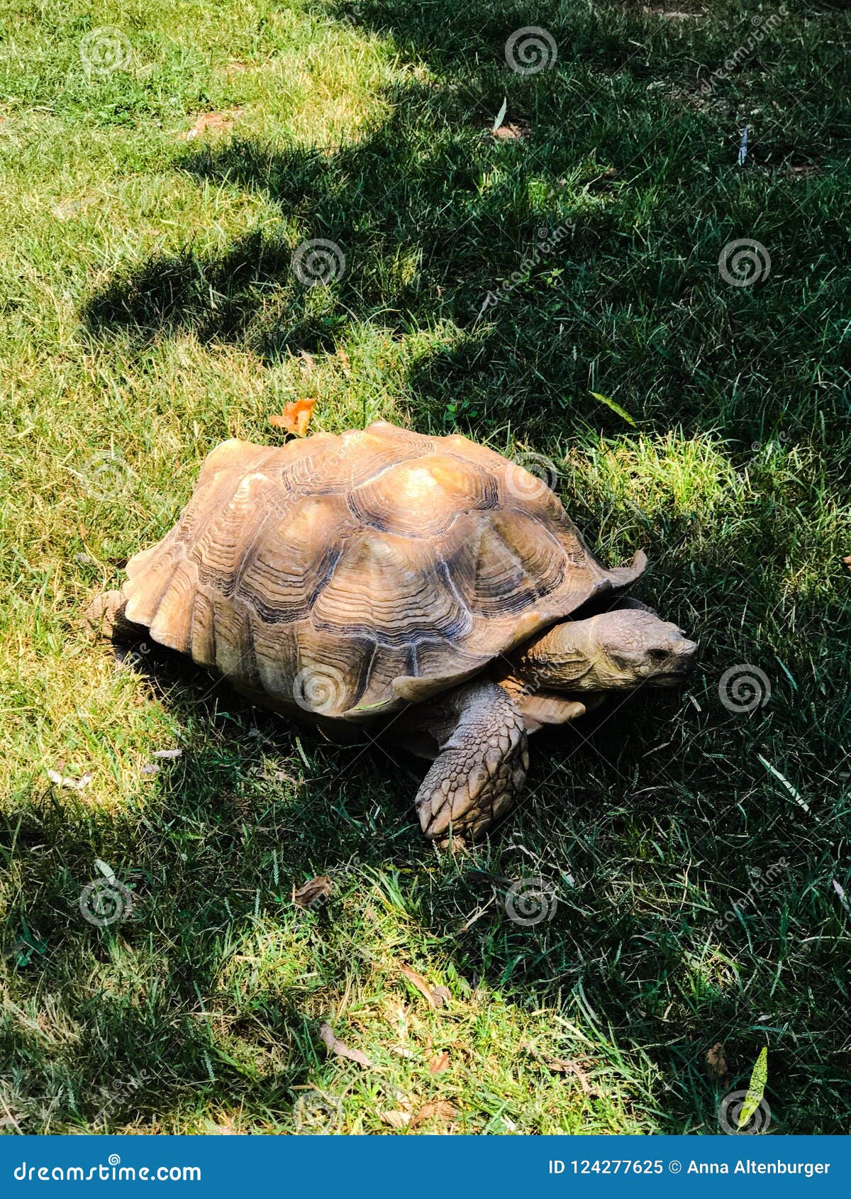 Hard shell turtle stock image. Image of head, close - 124277625