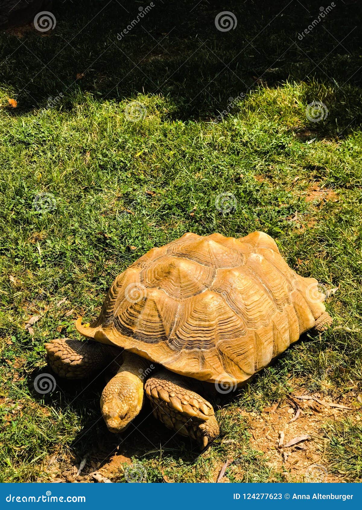 Hard shell turtle stock image. Image of webbed, animal - 124277623