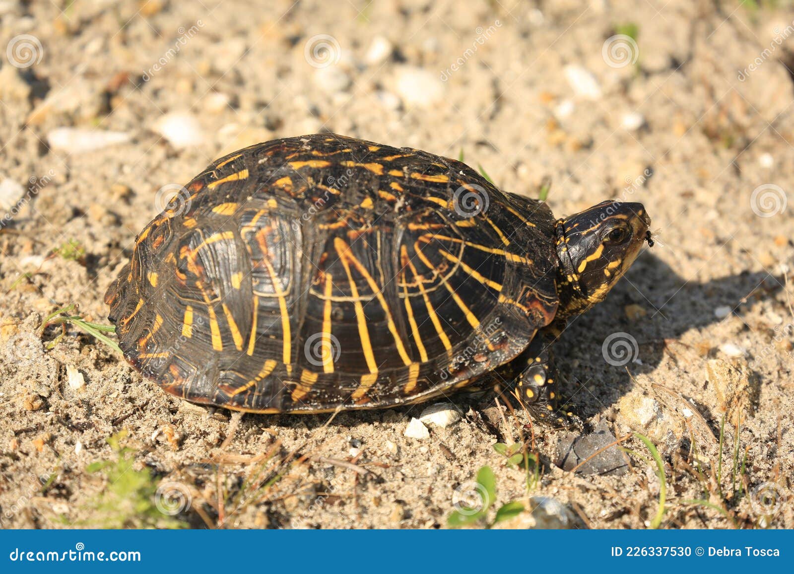Box turtle stock photo. Image of stripe, florida, turtle - 226337530