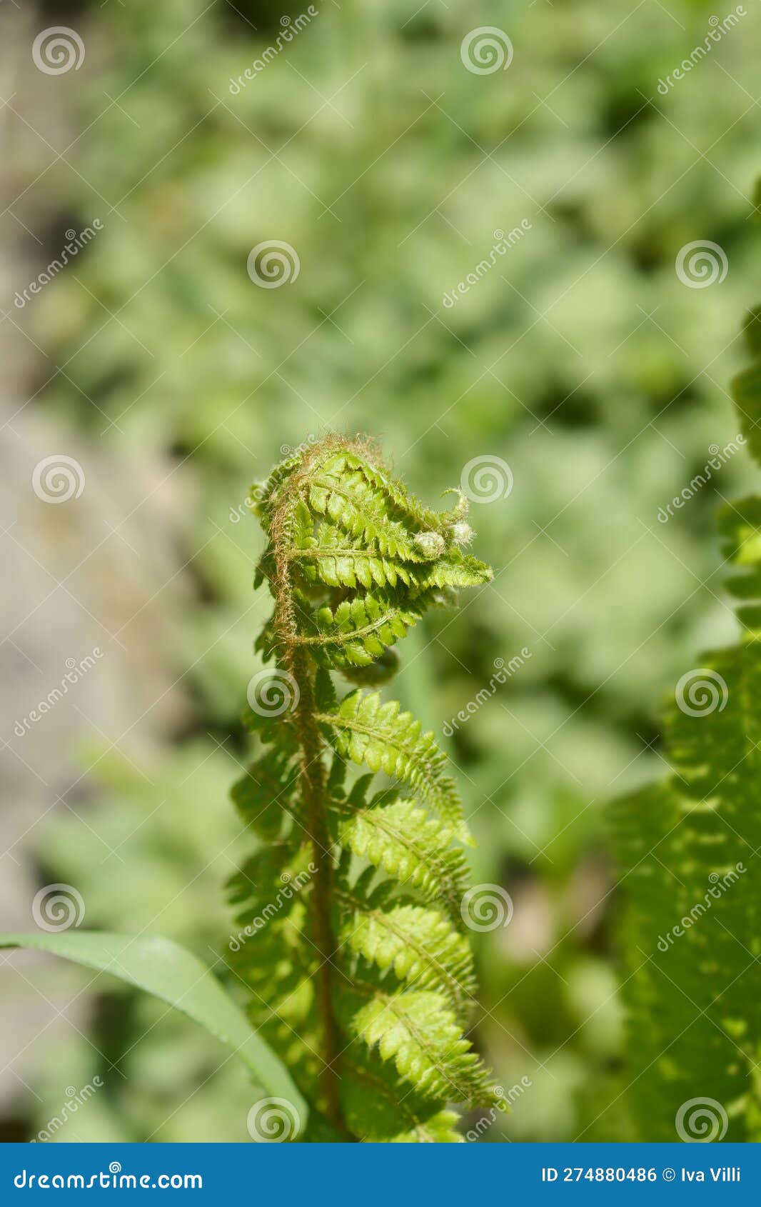 Hard shield-fern stock photo. Image of fern, prickly - 274880486